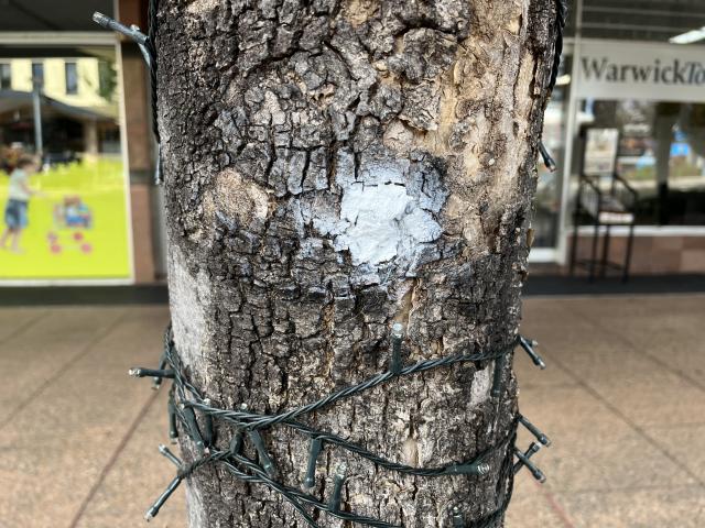 cbdtrees_269681_08.jpg | Warwick Today