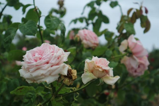 Open gardens a must-see | Warwick Today