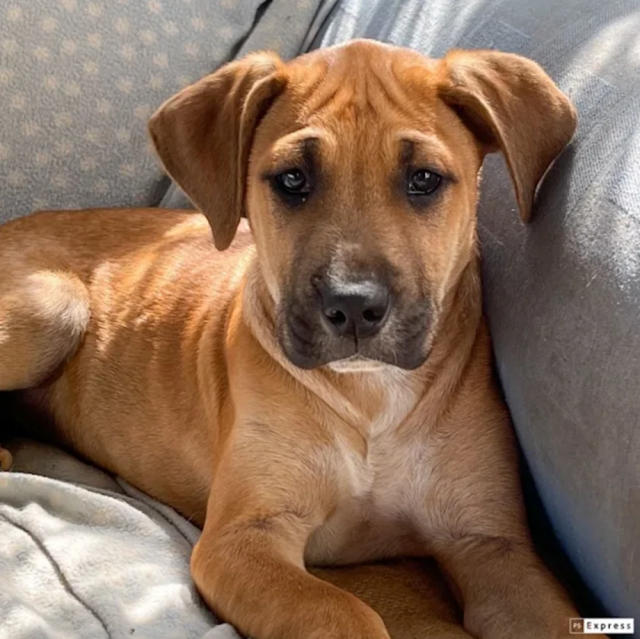 ARK animal of the week | Warwick Today