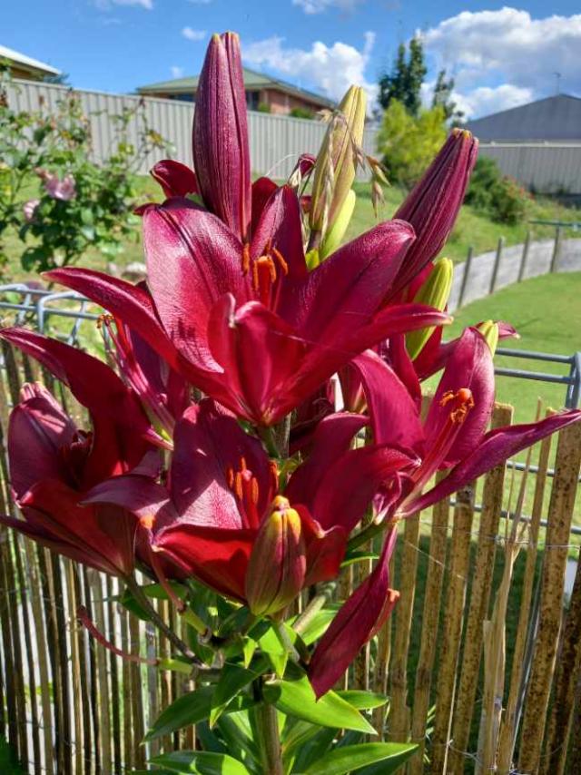 Asiatics lillies catch the eye | Warwick Today