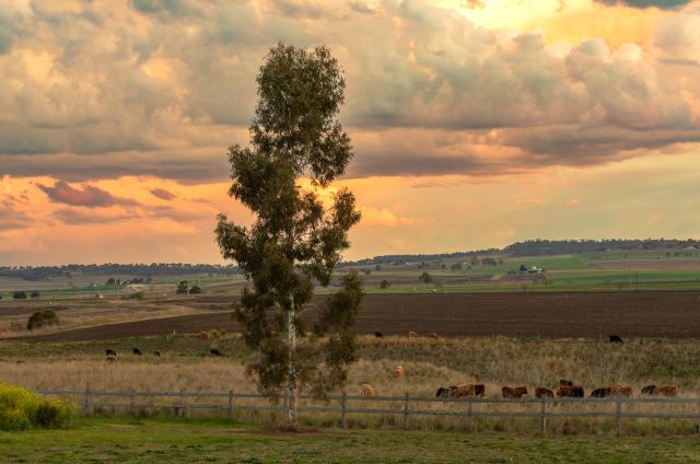 calphotos_379994_08.jpg | Warwick Today