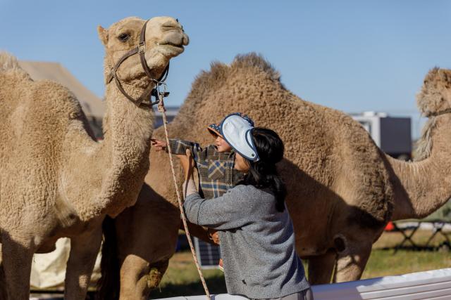 Camel chaos hits the arena | Warwick Today