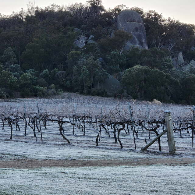 Icy blast blankets Granite Belt in frost | Warwick Today